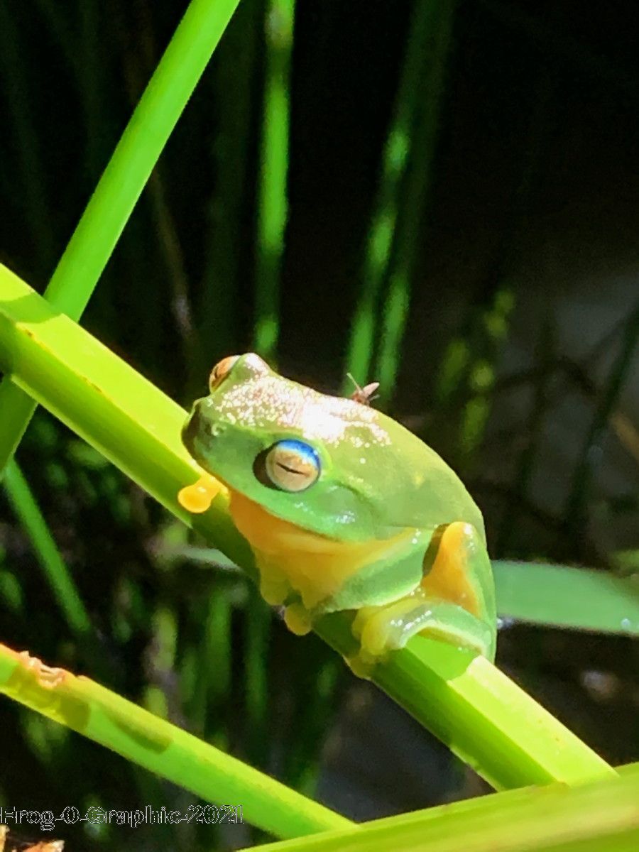 Frog-O-Graphic-2021-Gallery-Peoples-Choice - FATS