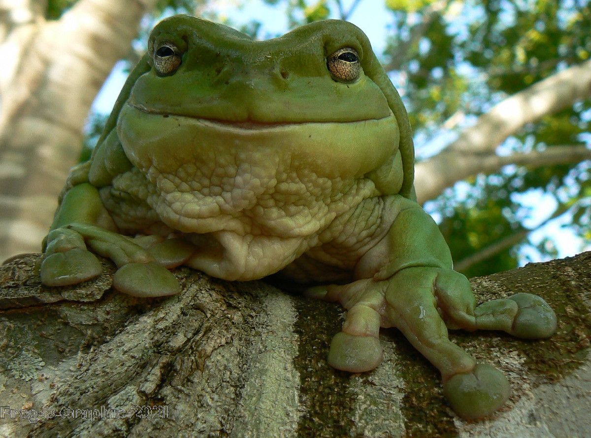 Frog-O-Graphic-2021-Gallery-Peoples-Choice - FATS