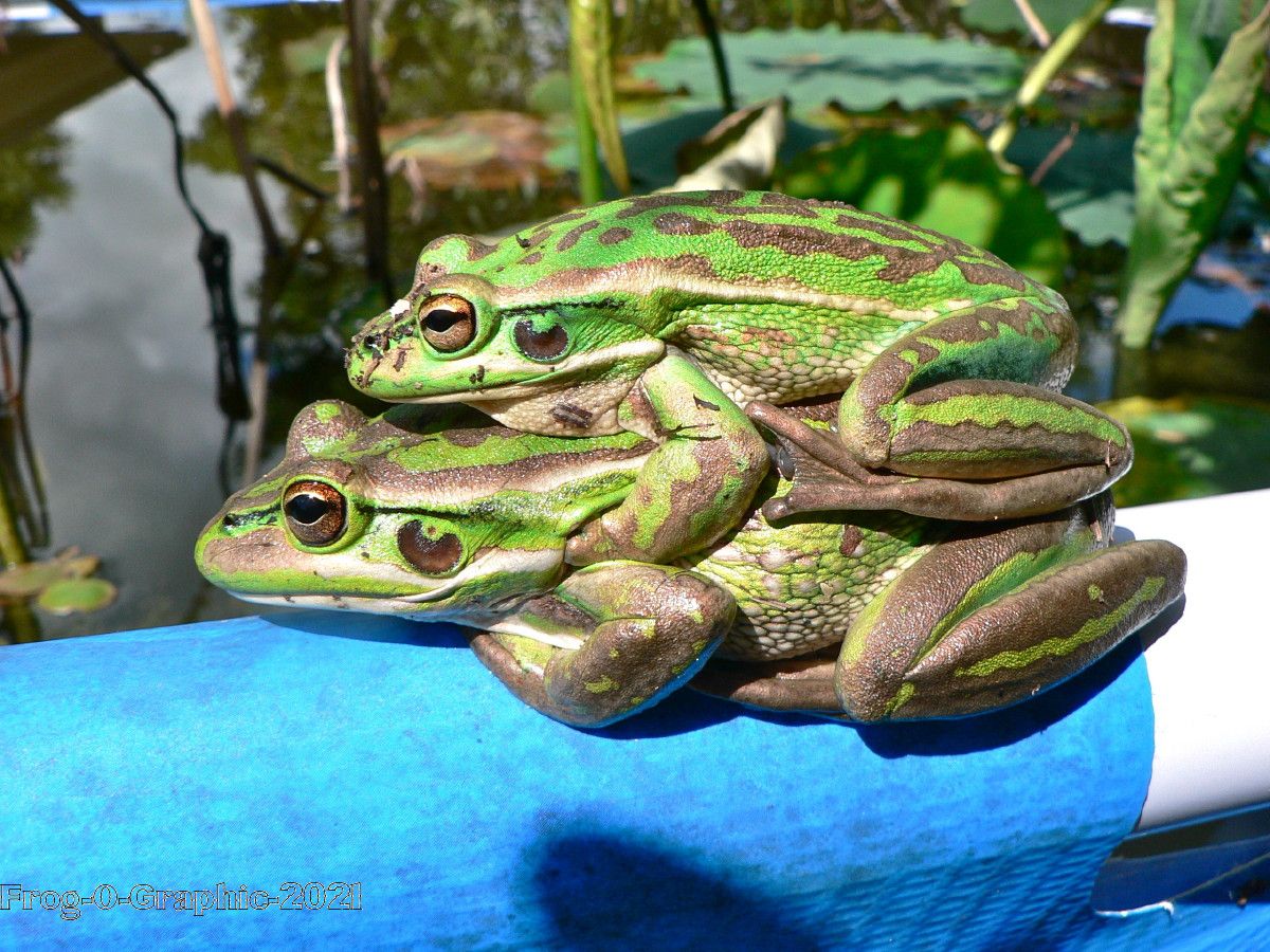 Frog-O-Graphic-2021-Gallery-Peoples-Choice - FATS