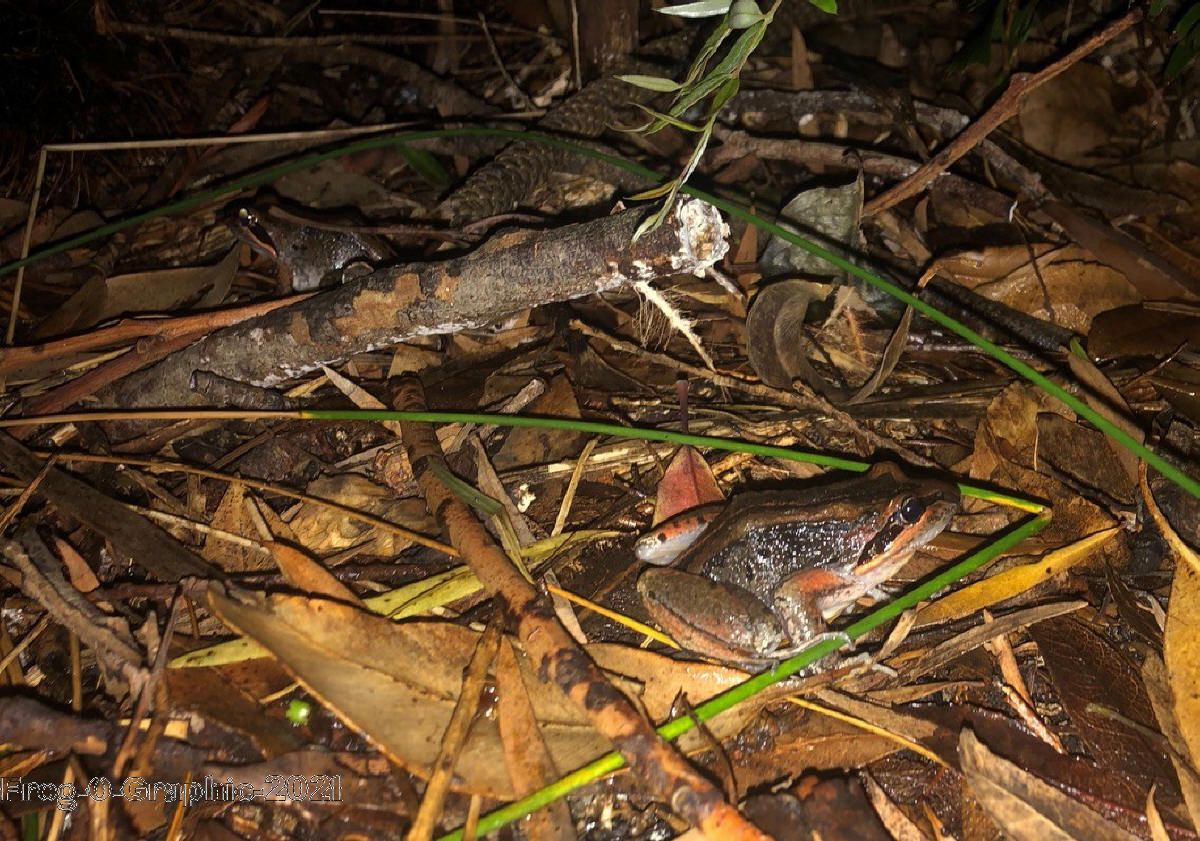 Frog-O-Graphic-2021-Gallery-Peoples-Choice - FATS