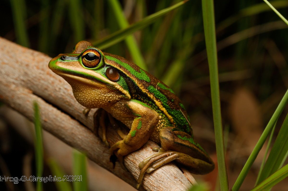 Frog-O-Graphic-2021-Gallery-Peoples-Choice - FATS