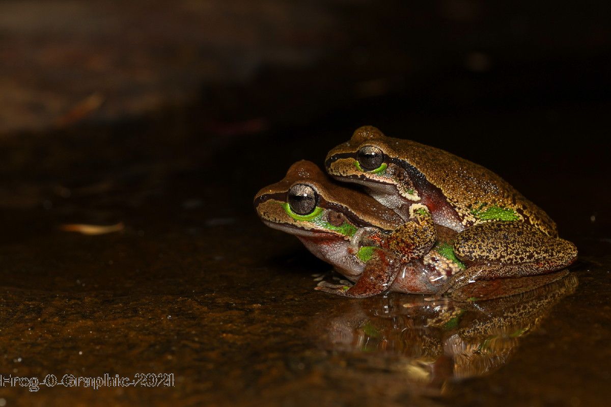 Frog-O-Graphic-2021-Gallery-Peoples-Choice - FATS