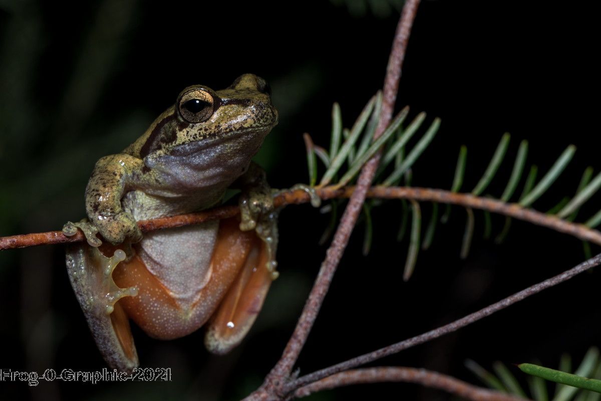 Frog-O-Graphic-2021-Gallery-Peoples-Choice - FATS