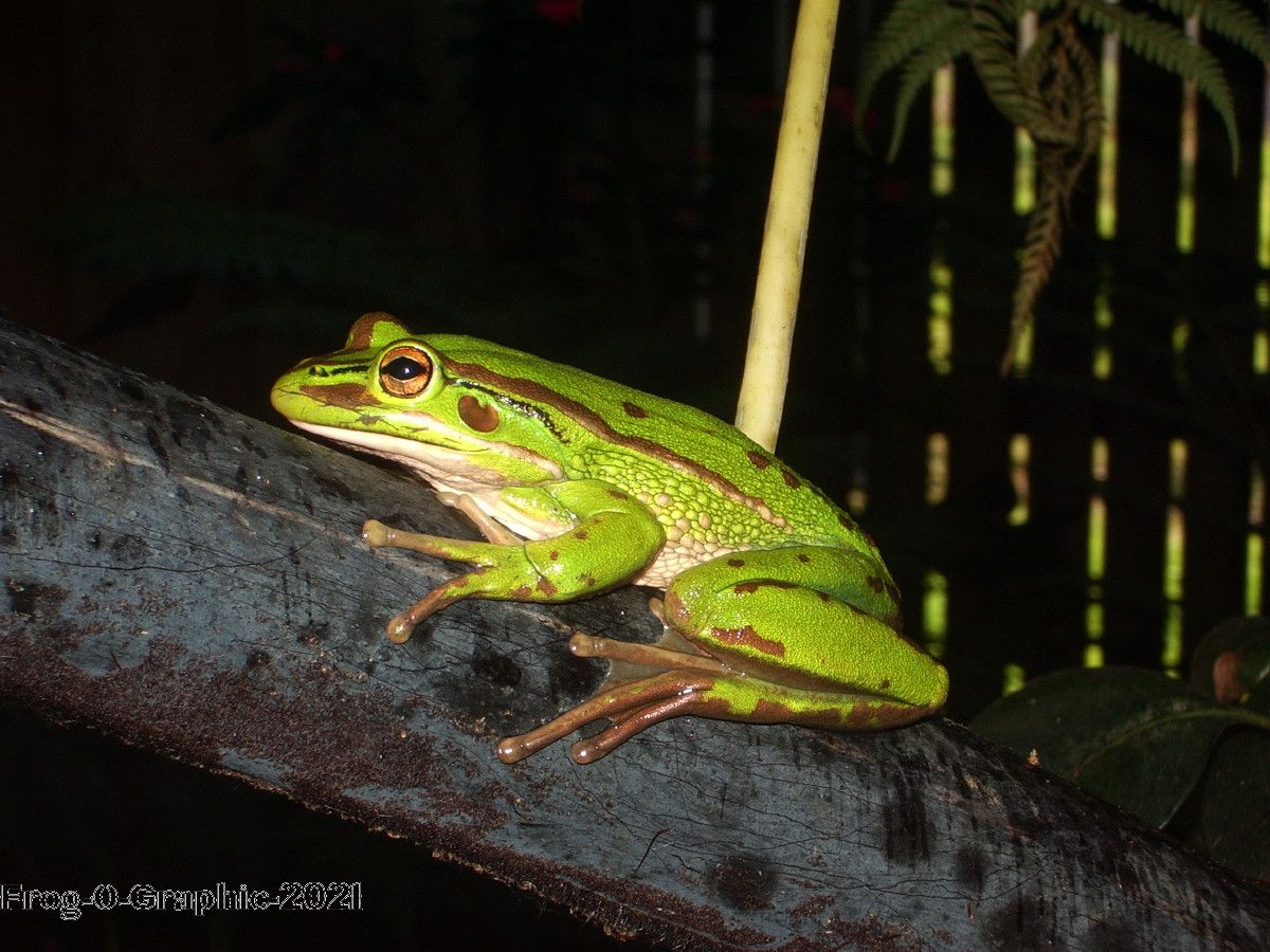 Frog-O-Graphic-2021-Gallery-Peoples-Choice - FATS