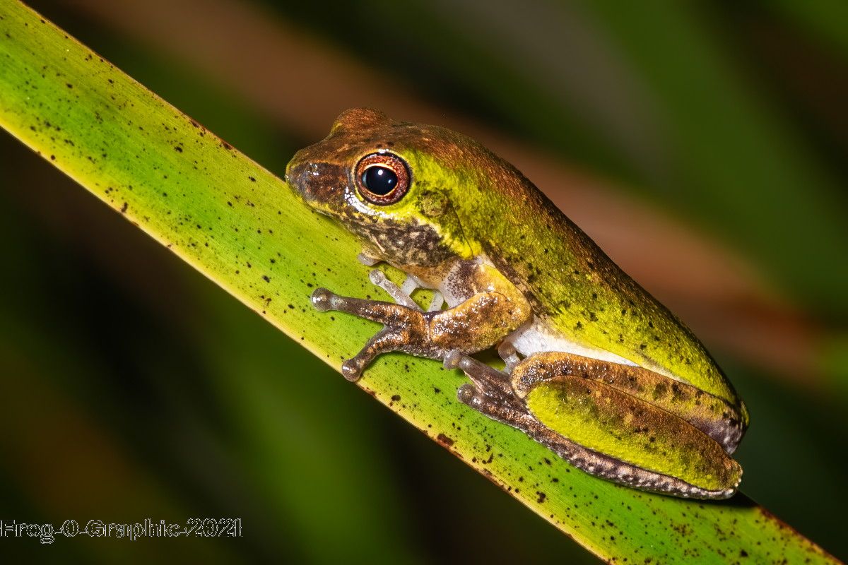 Frog-O-Graphic-2021-Gallery-Peoples-Choice - FATS