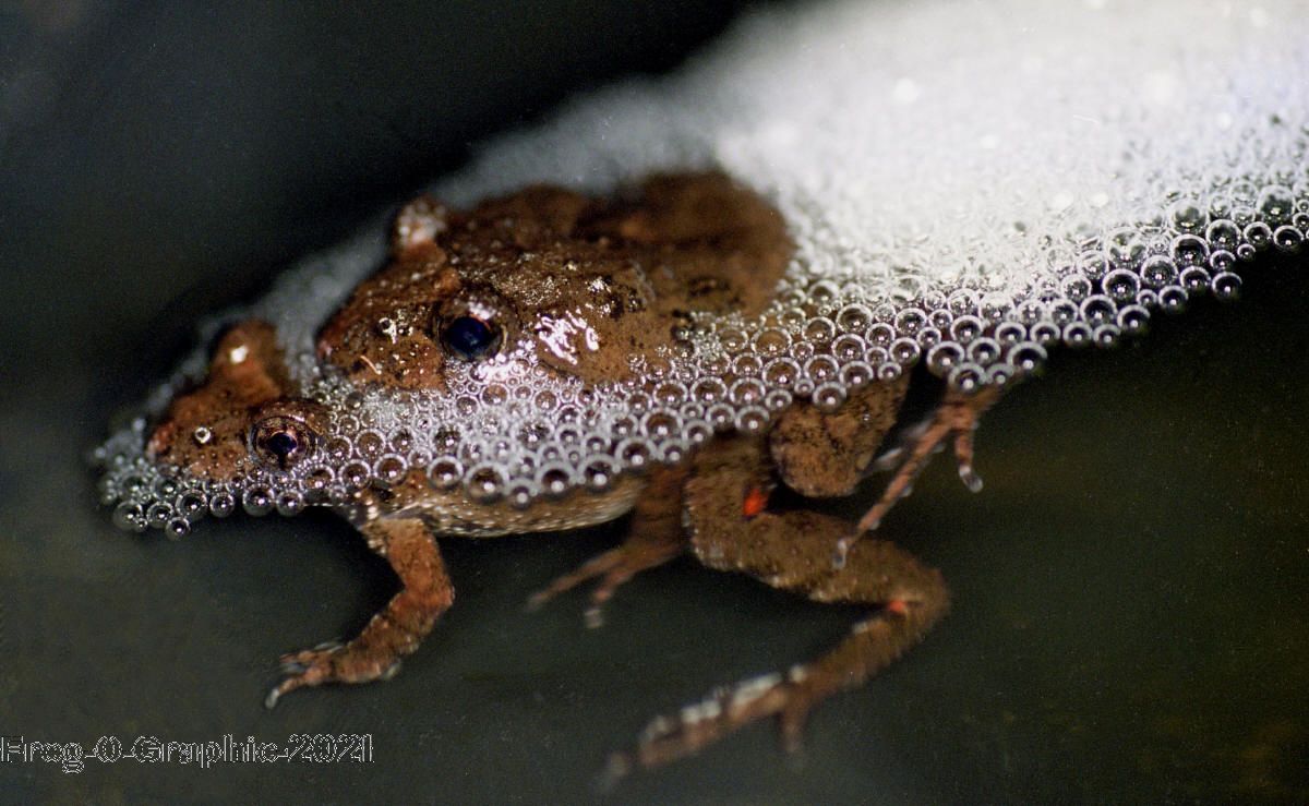 Frog-O-Graphic-2021-Gallery-Peoples-Choice - FATS