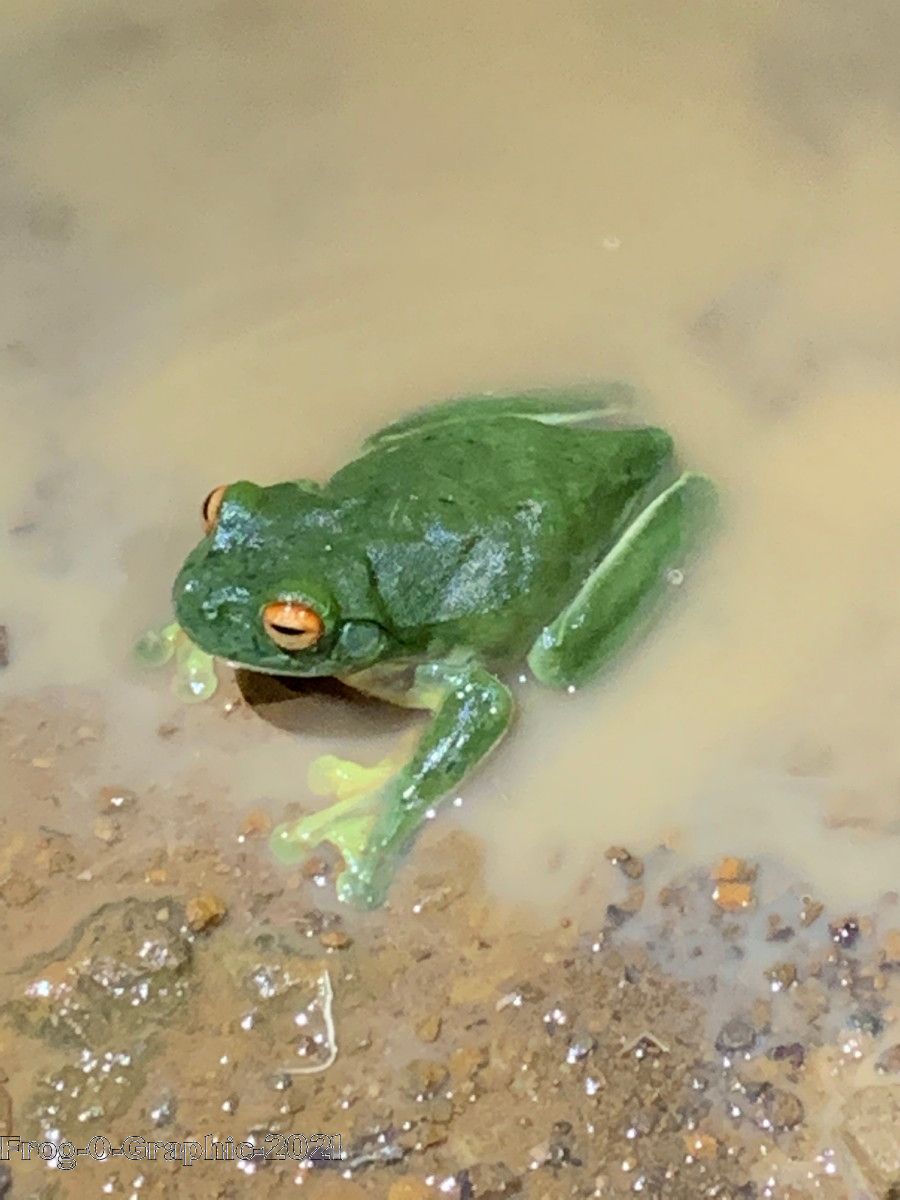 Frog-O-Graphic-2021-Gallery-Peoples-Choice - FATS