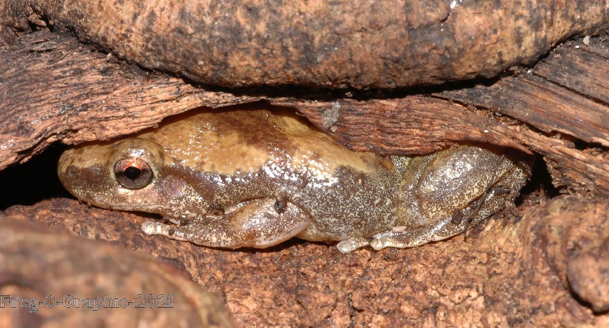 Frog-O-Graphic-2021-Gallery-Peoples-Choice - FATS