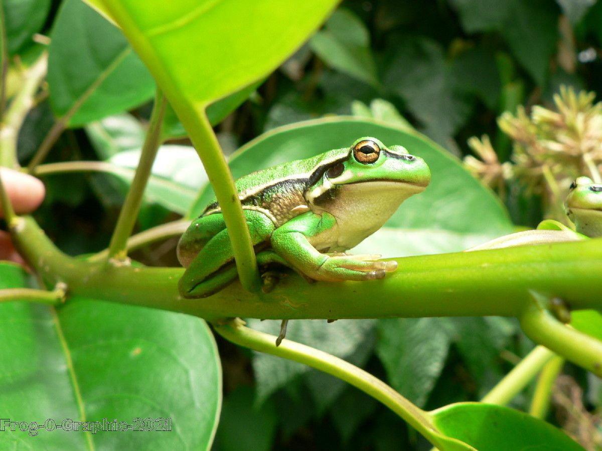 Frog-O-Graphic-2021-Gallery-Peoples-Choice - FATS