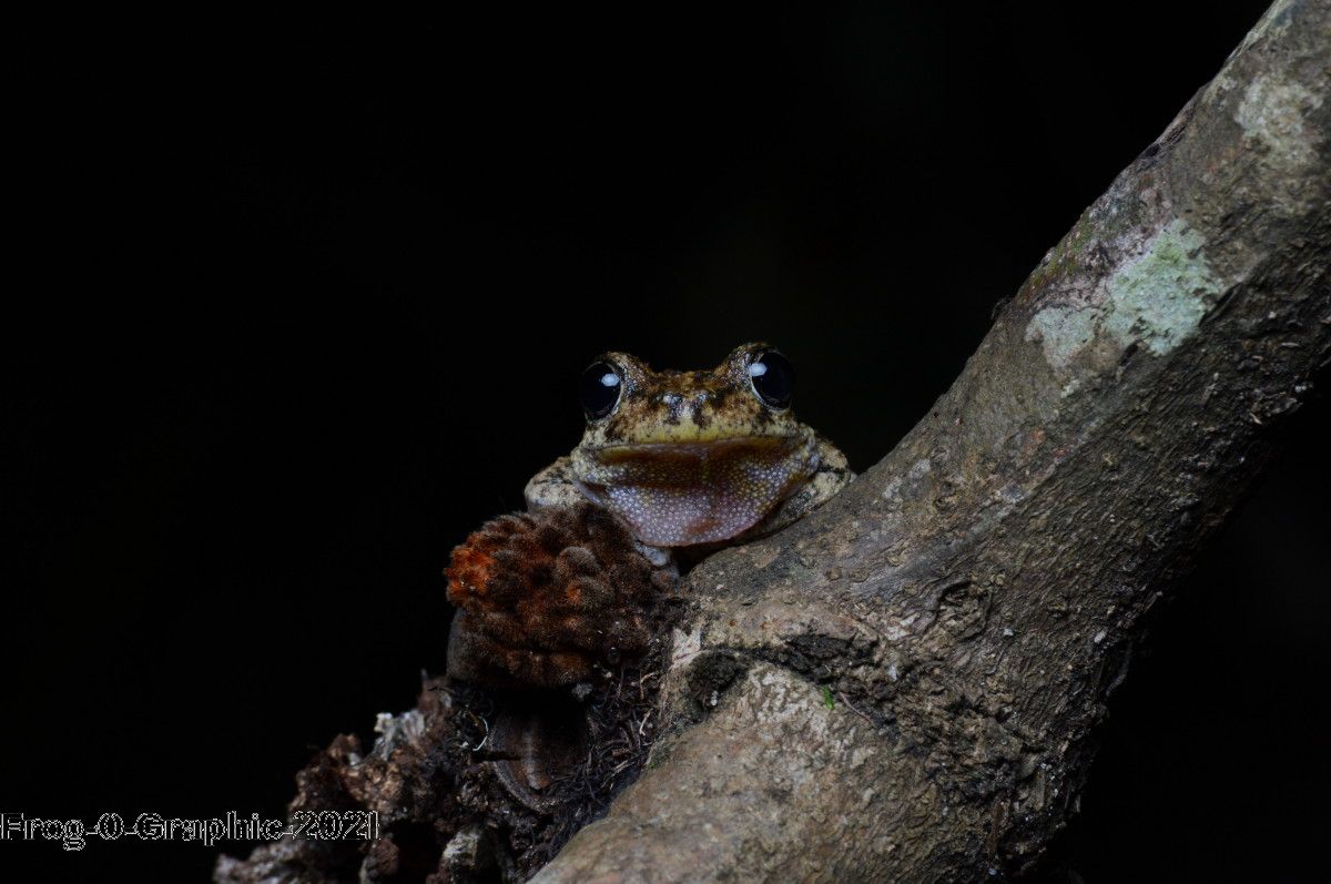 Frog-O-Graphic-2021-Gallery-Peoples-Choice - FATS